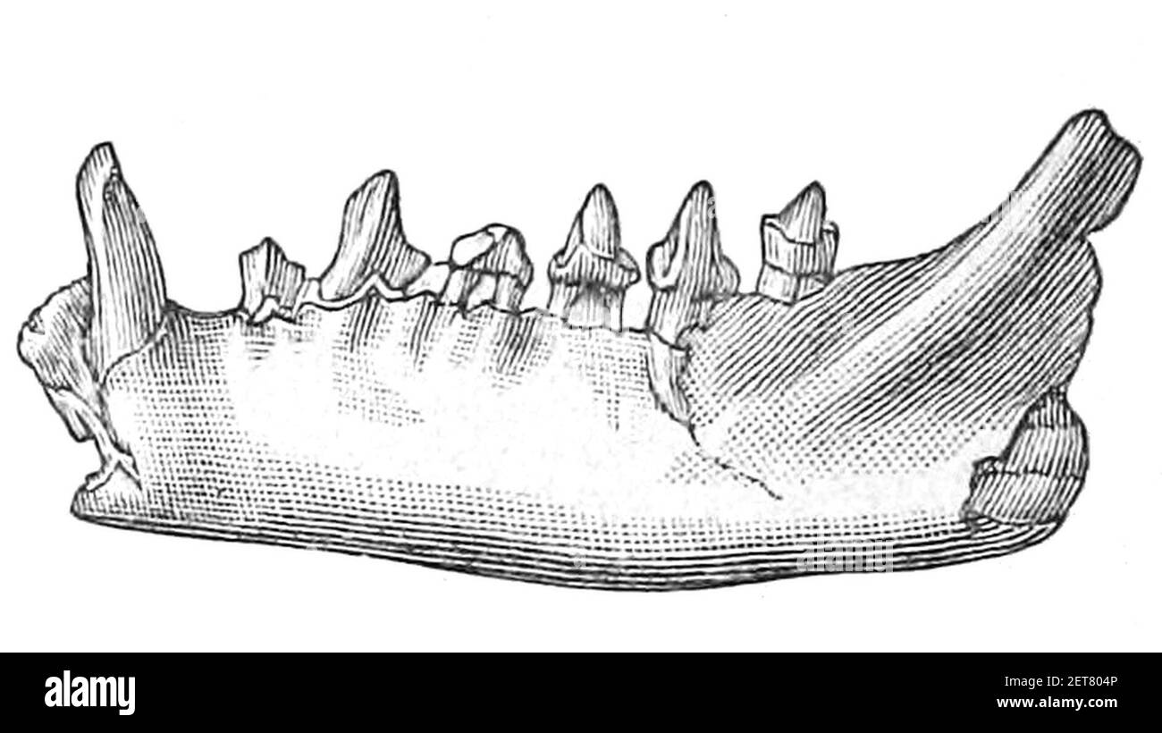 Mammals jurassic hi-res stock photography and images - Alamy