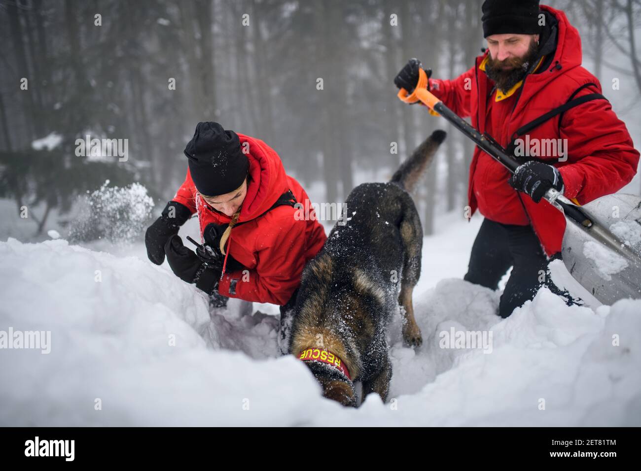 Mountain rescue service with dog on operation outdoors in winter in ...
