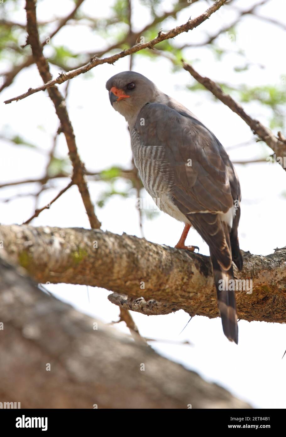 Accipiter gabar hi-res stock photography and images - Alamy