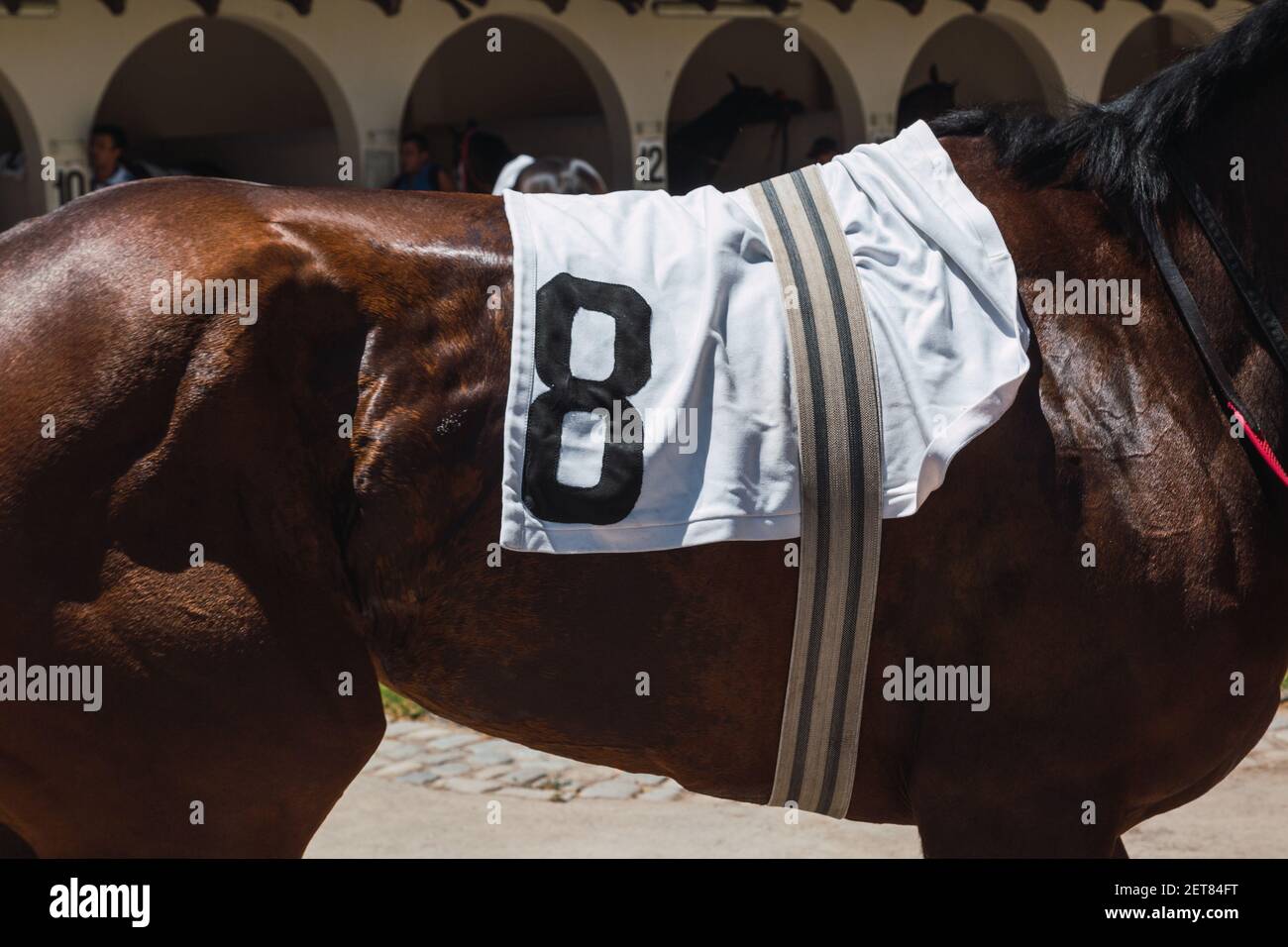 Horse number hi-res stock photography and images - Alamy
