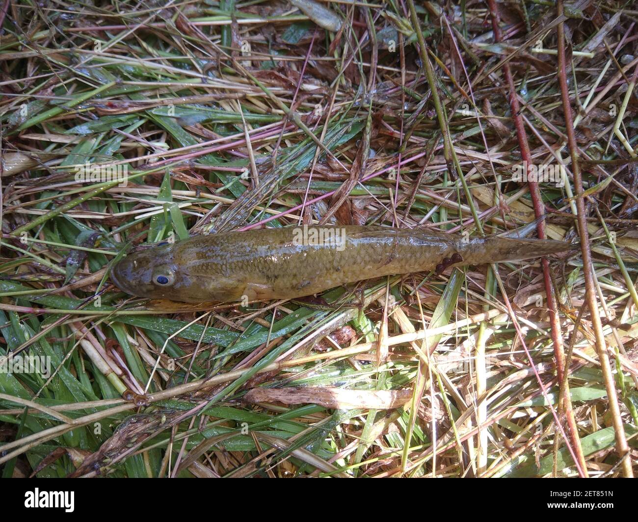 glossogobius girius goby fish caught by netting from fish farming pond ...