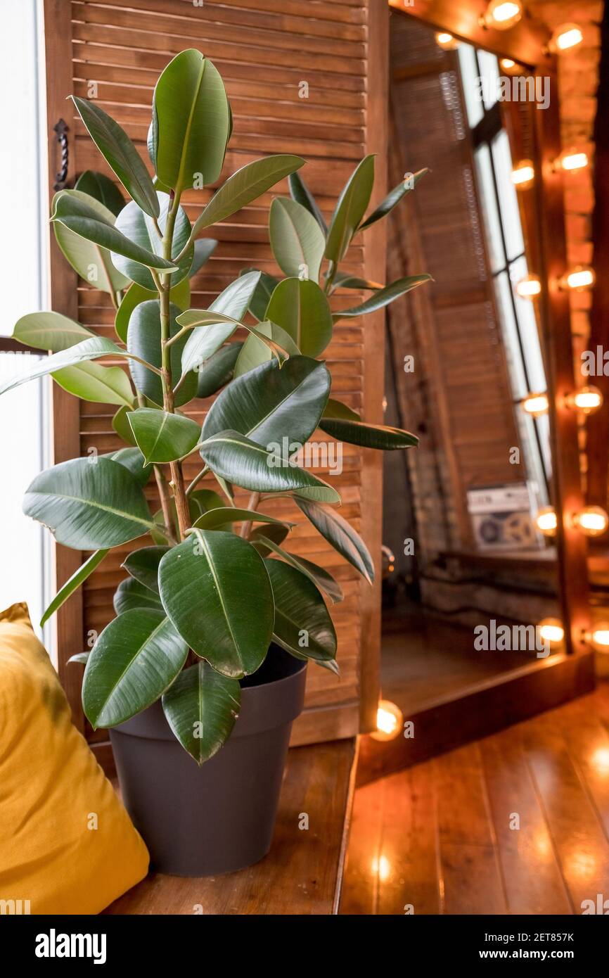 Large Ficus plants. Stylish green plant in ceramic pot on wooden ...