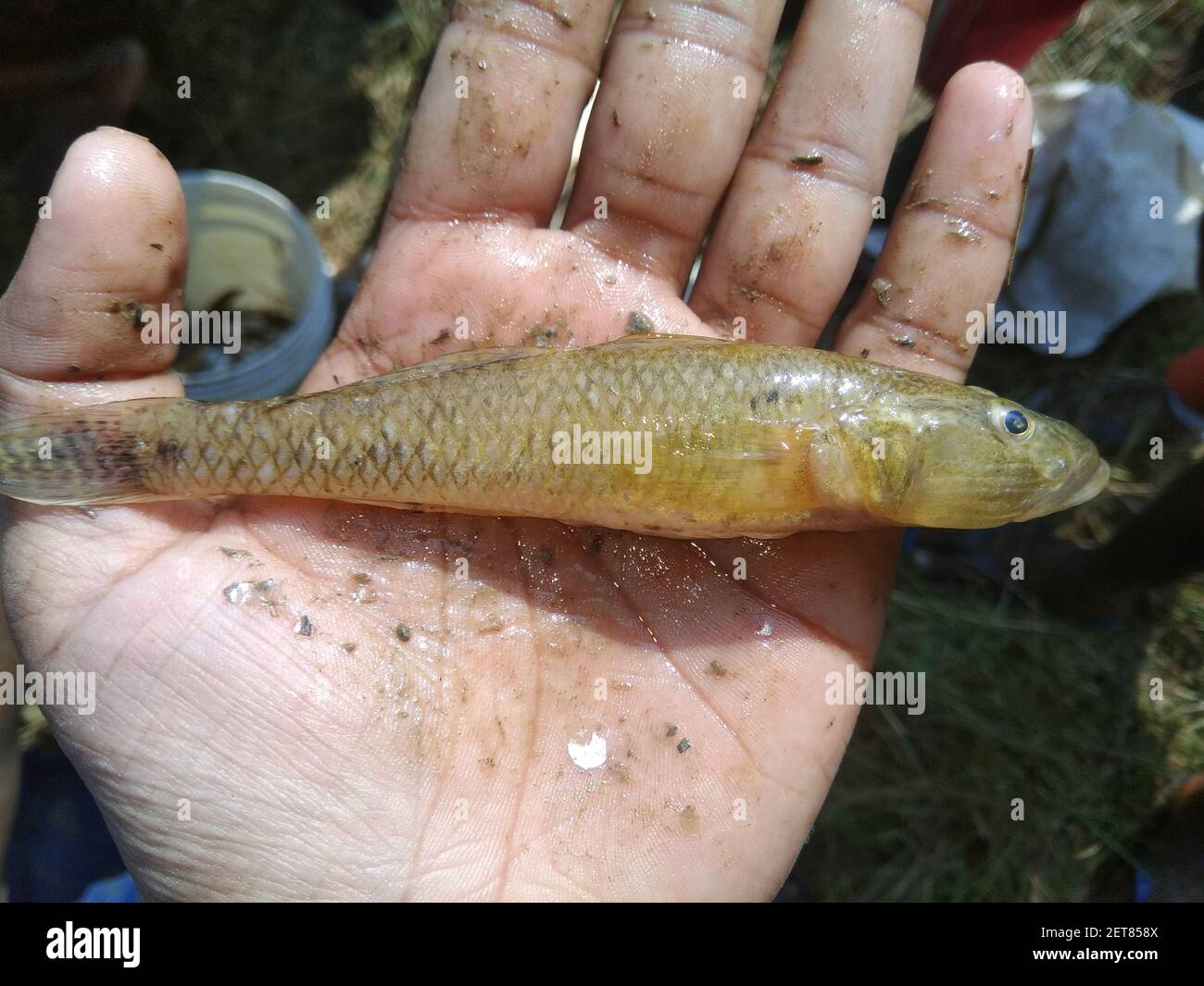 Fish Farming Netting High Resolution Stock Photography and Images - Alamy