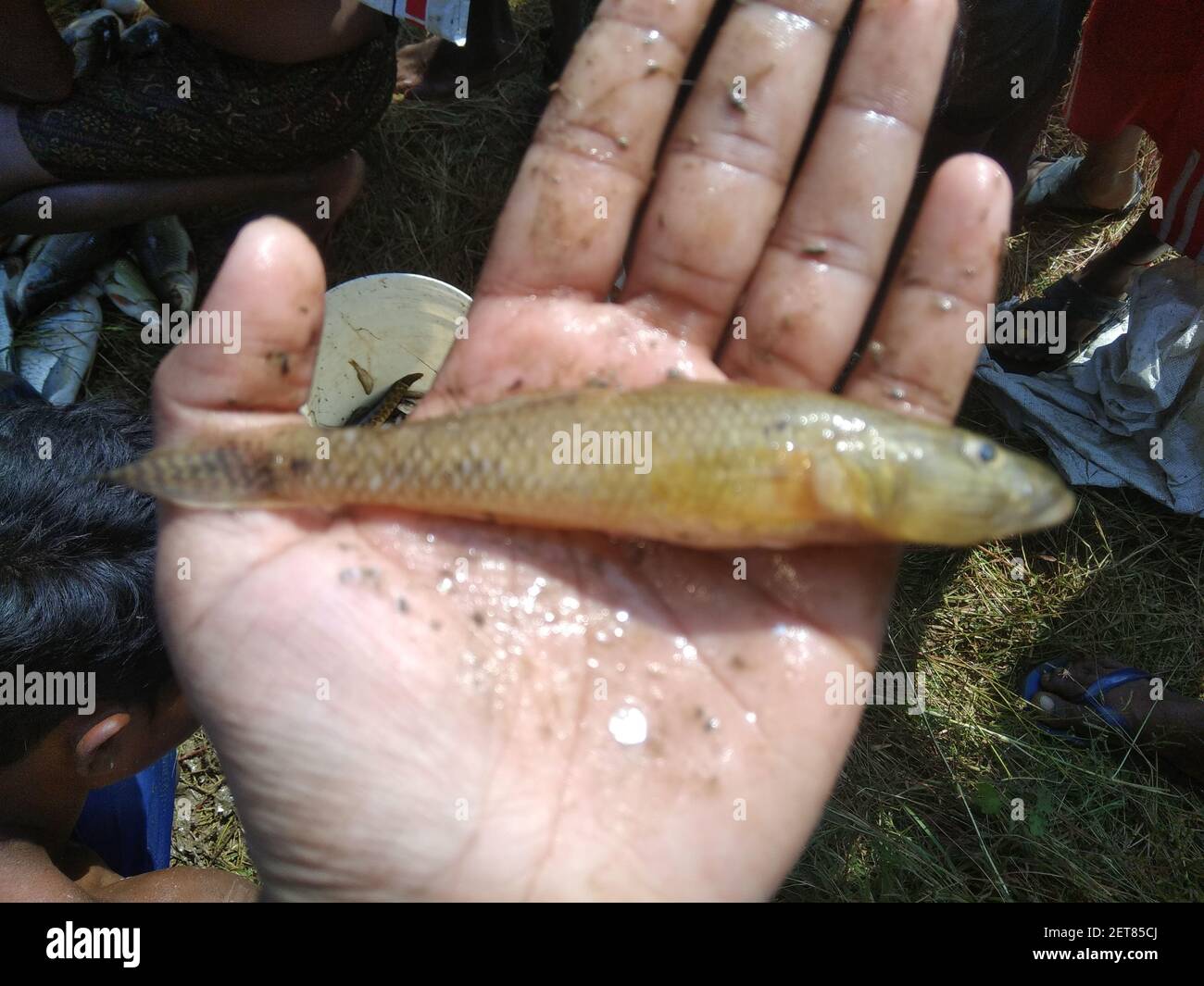 Netting over pond hi-res stock photography and images - Alamy