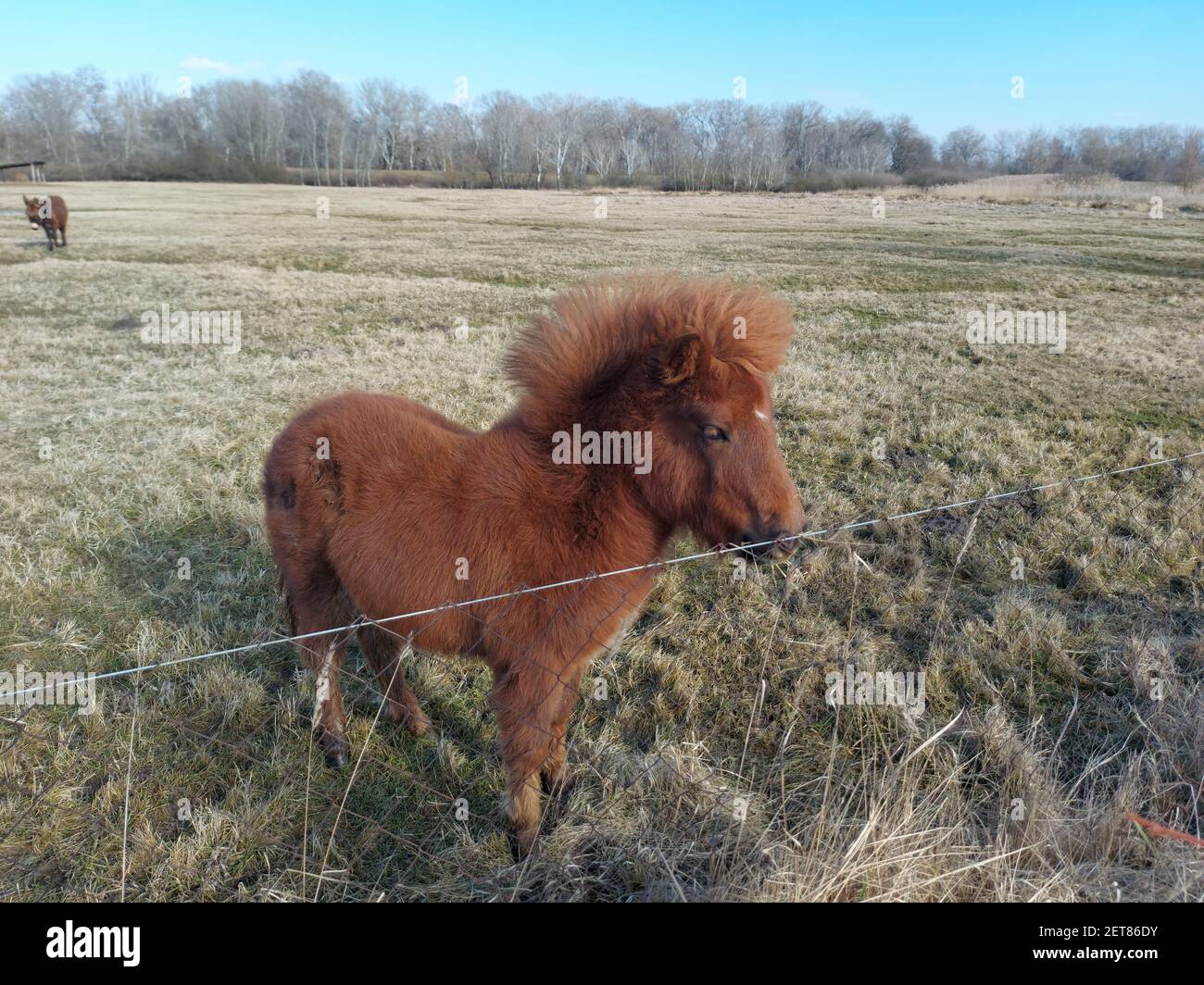 A beautiful brown shetland pony Stock Photo - Alamy