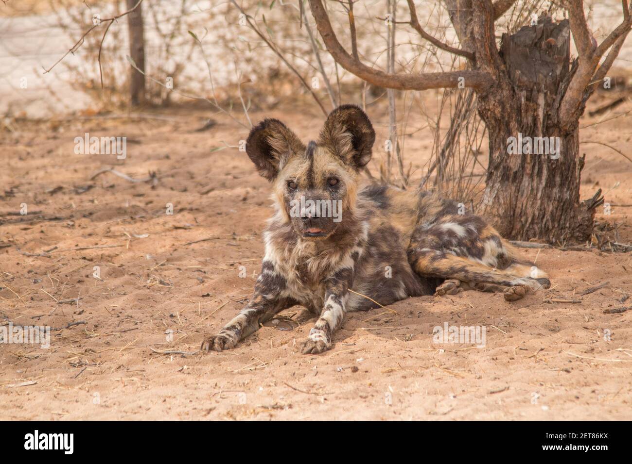 Cape wild dog kalahari desert hi-res stock photography and images - Alamy