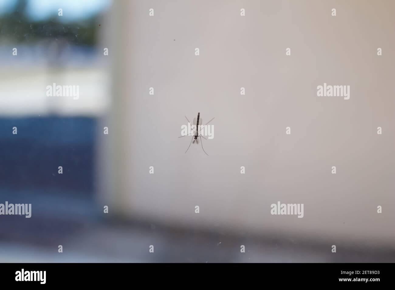 Little mosquito at the window Stock Photo - Alamy