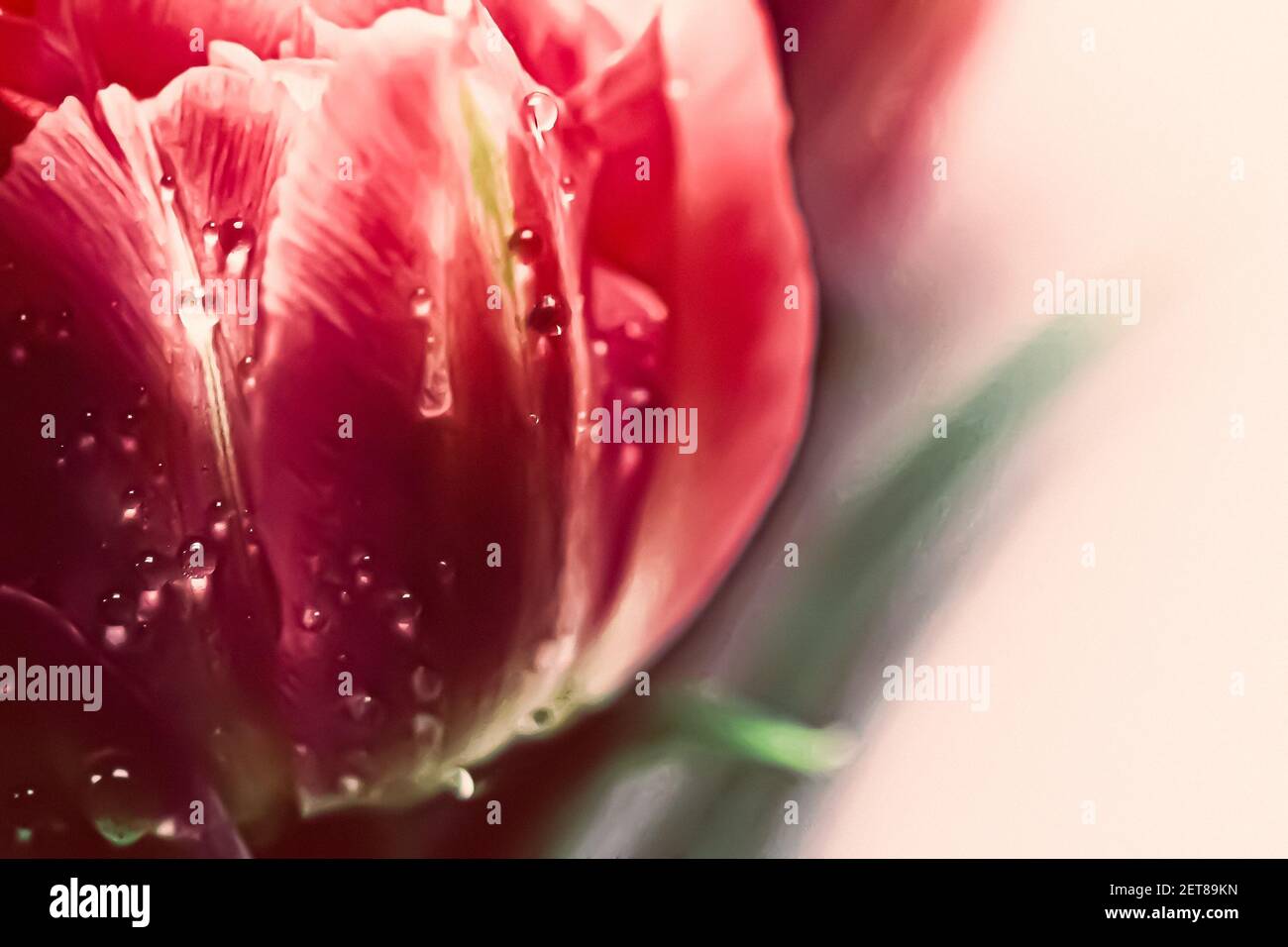 Morning dew drops on a beautiful flower in spring, floral beauty ...