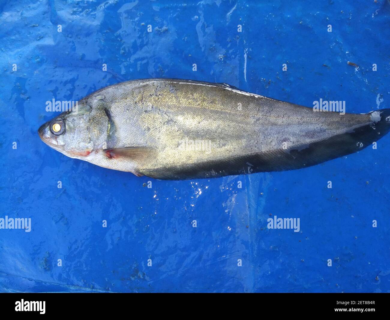 bronze notopterous fish culture in india featherback fish ready for ...