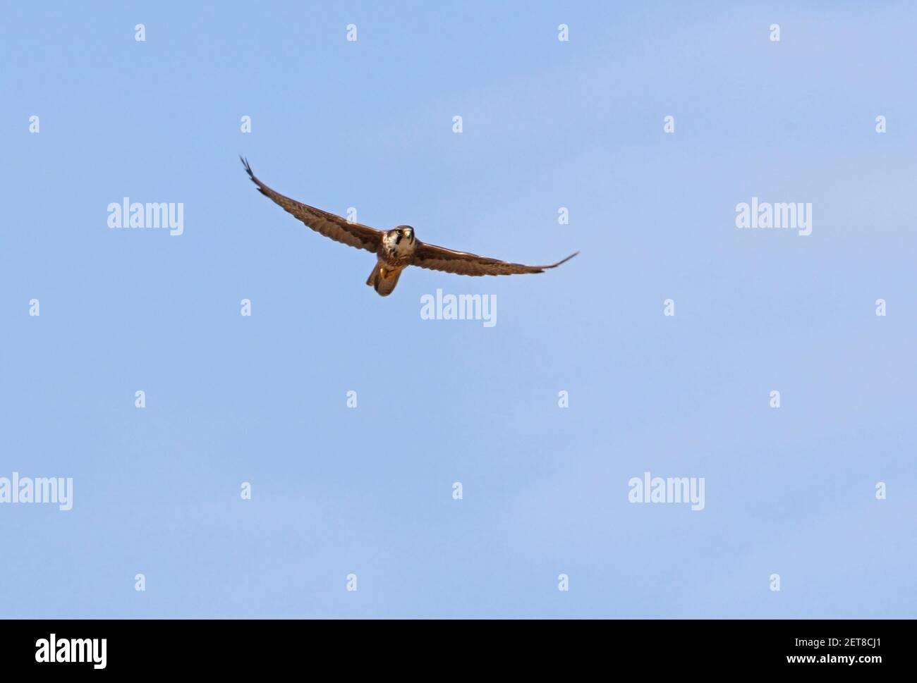 Falco biarmicus ethiopia hi-res stock photography and images - Alamy