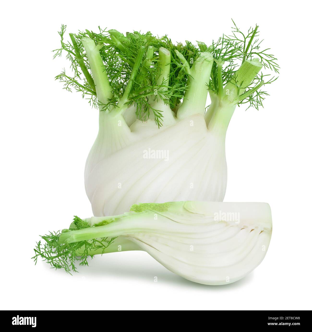 fresh fennel bulb with slice isolated on white background with full ...