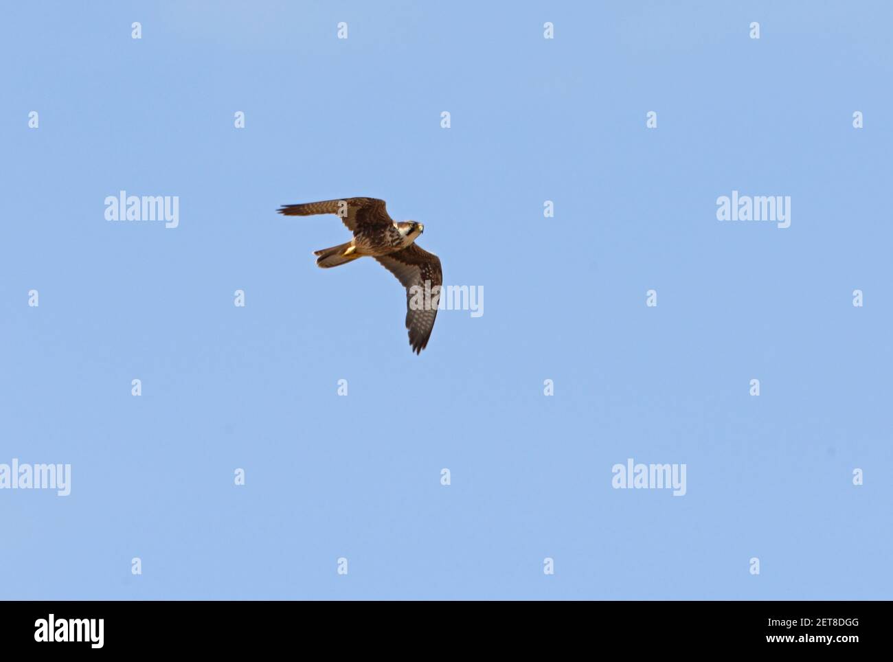 Falco biarmicus ethiopia hi-res stock photography and images - Alamy