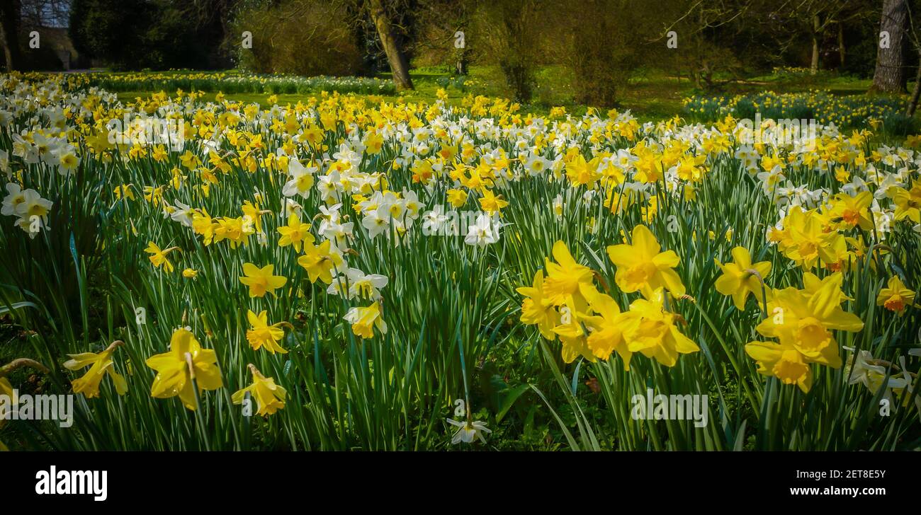 Yellow daffodils (Narcissus) blooming in an English country park Stock ...