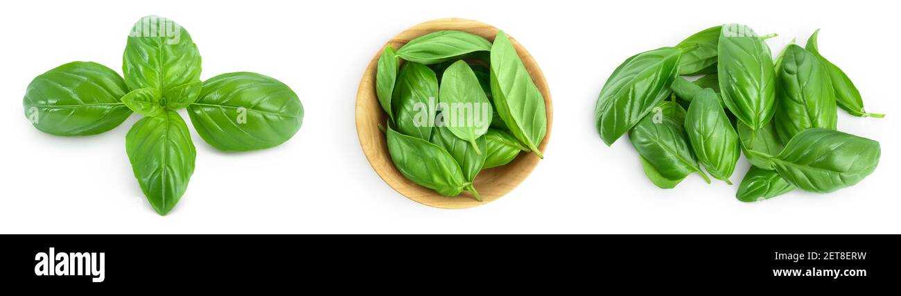 Fresh basil leaf isolated on white background with clipping path and ...