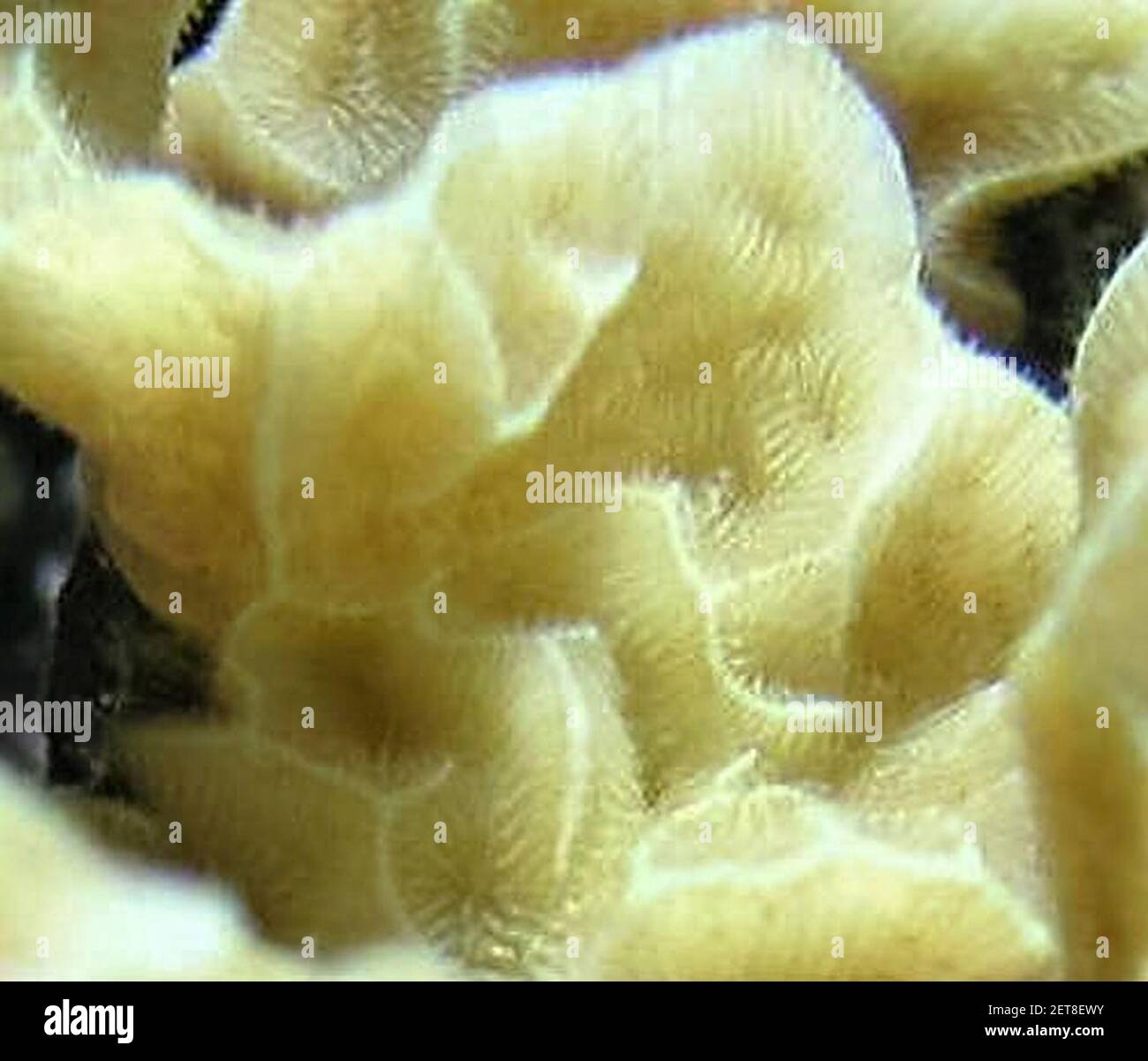 Pavona frondifera, coralitos Stock Photo - Alamy