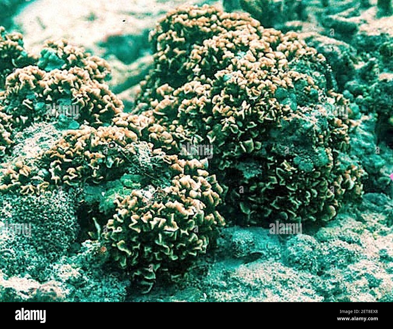 Pavona hi-res stock photography and images - Alamy