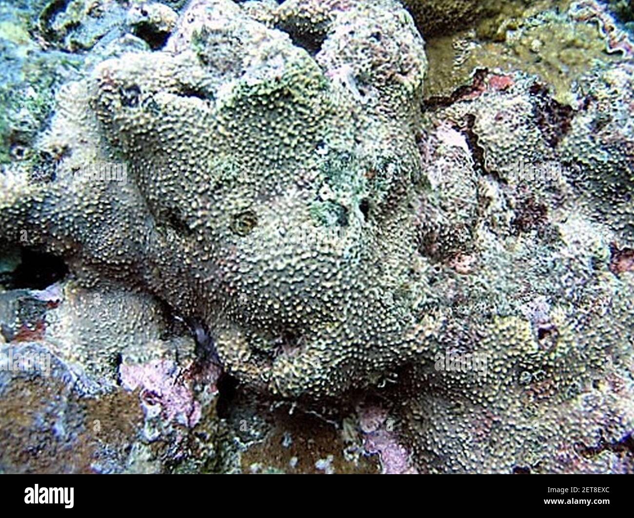 Pavona varians hi-res stock photography and images - Alamy