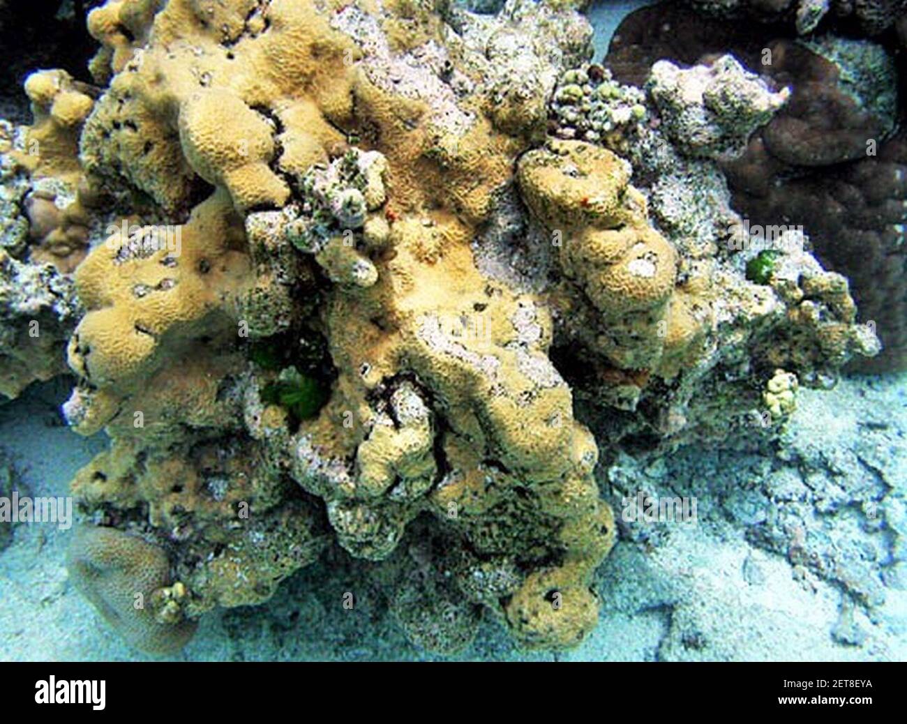 Pavona varians hi-res stock photography and images - Alamy