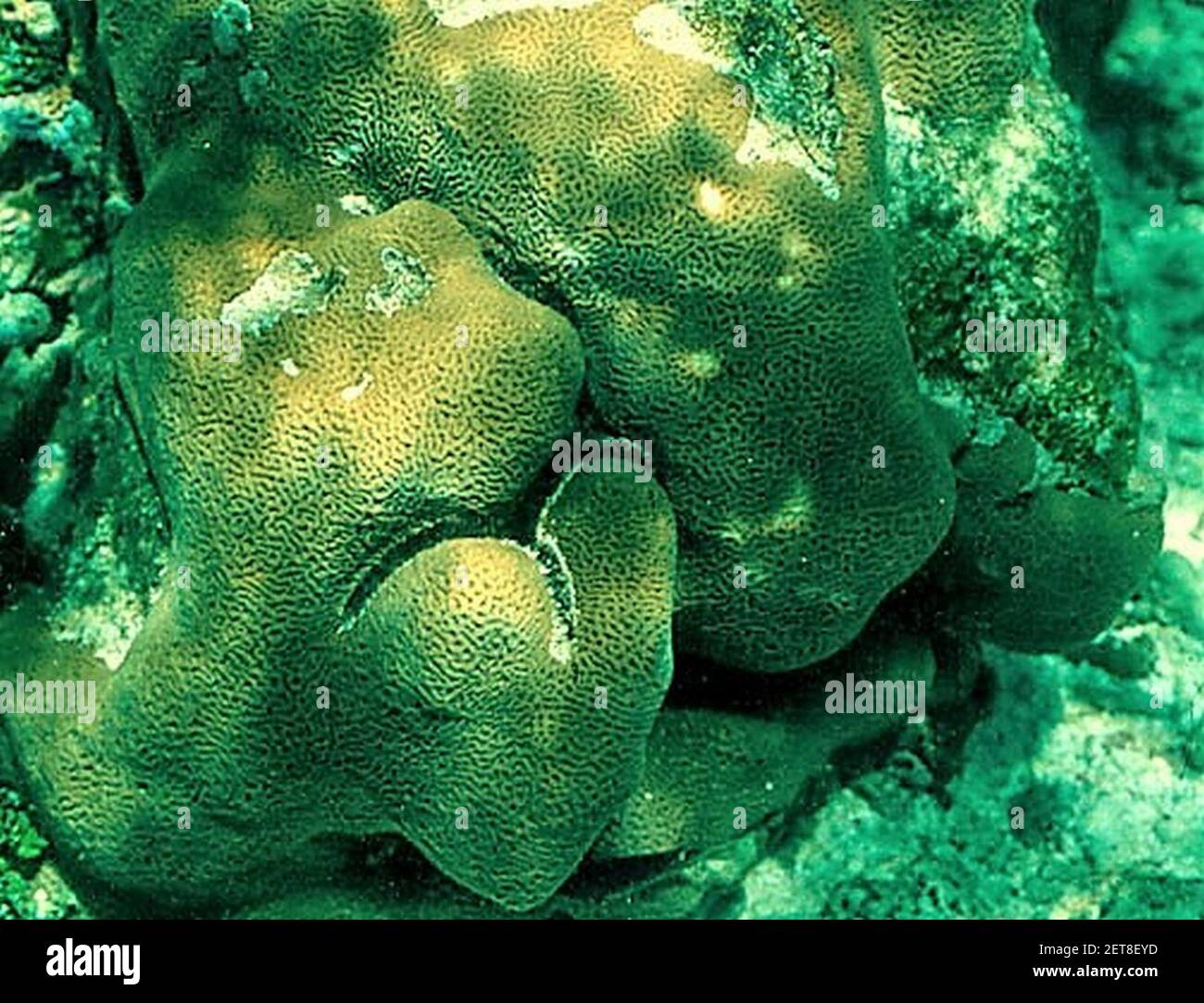 Pavona venosa, Samoa Americana Stock Photo - Alamy