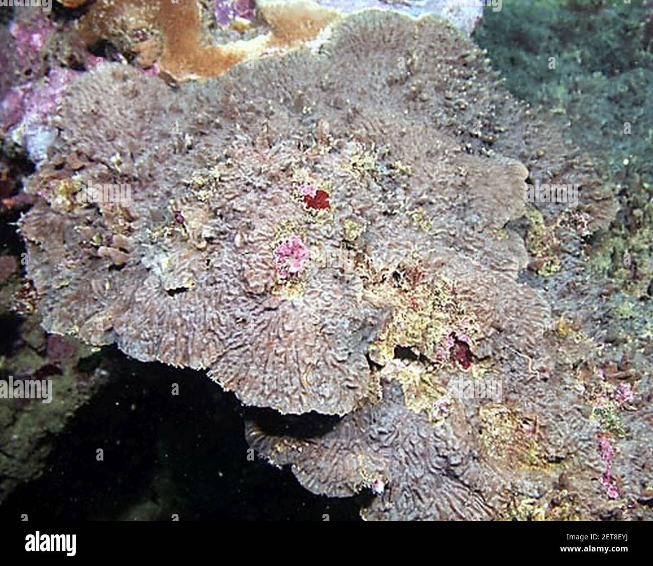 Pavona varians hi-res stock photography and images - Alamy