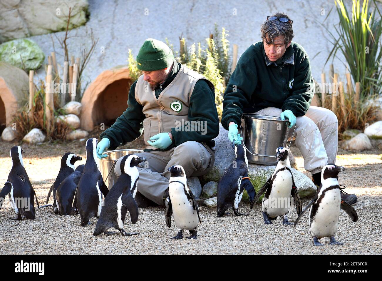 Biopark workers feed fish to penguins. Nine pairs of African Penguins ...