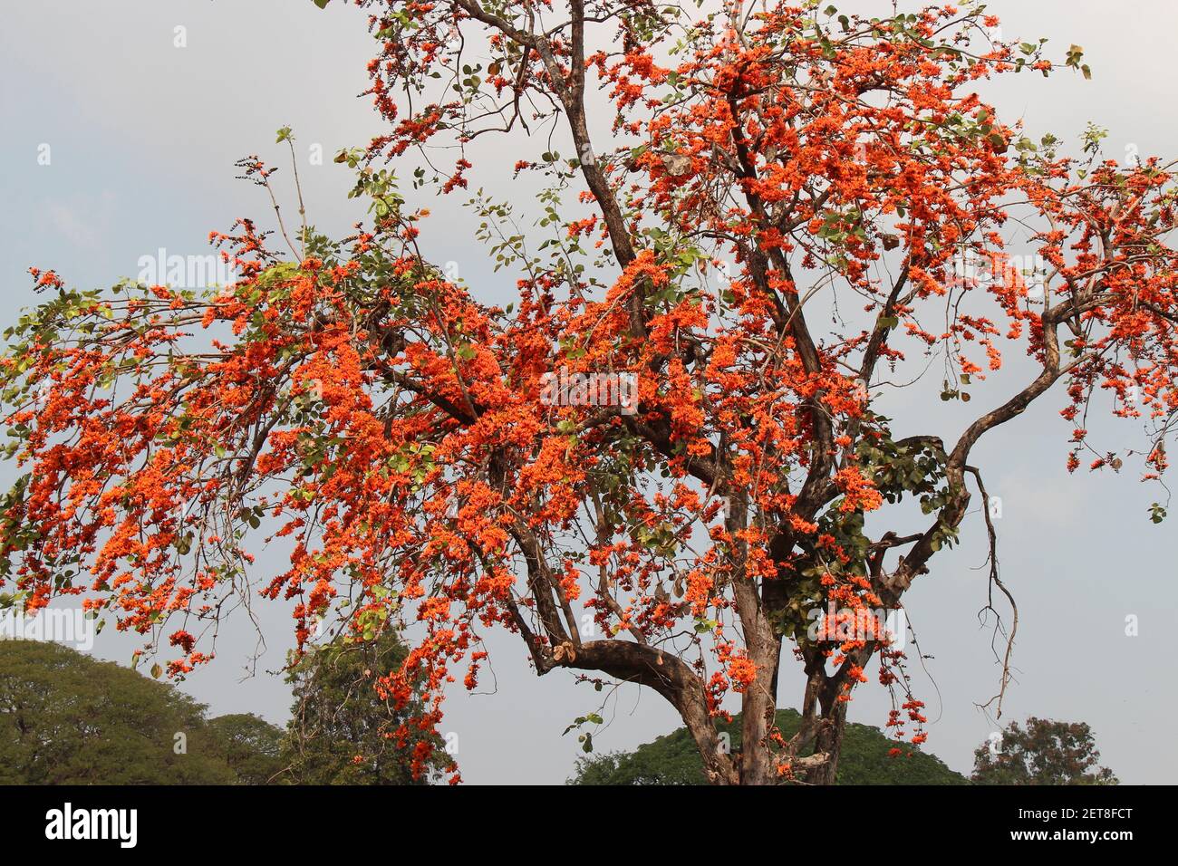 blooming teak tree in thailand Stock Photo - Alamy