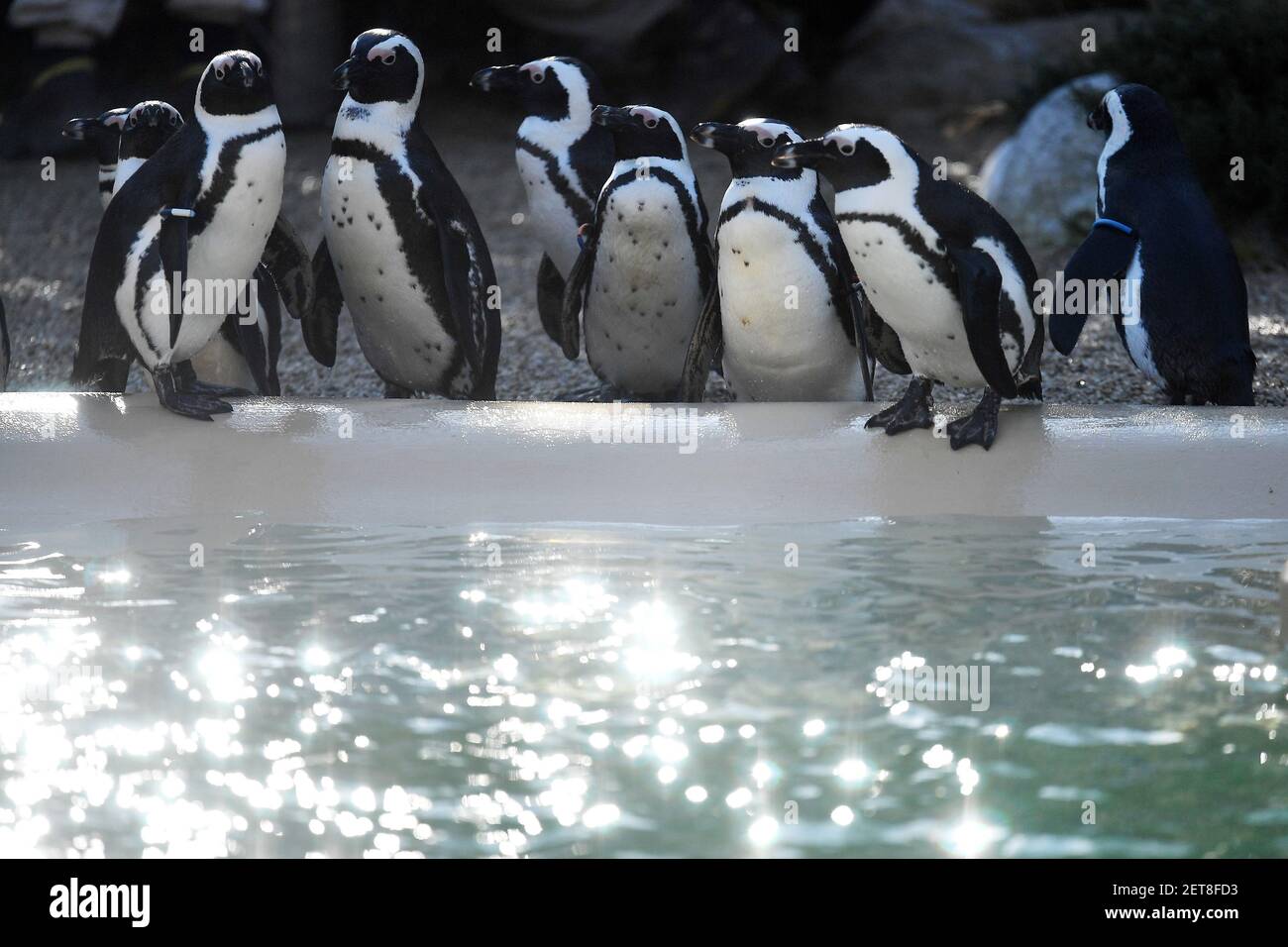 African penguins. Nine pairs of African Penguins, also known as the ...