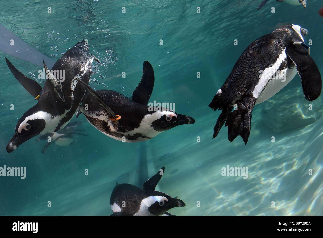 Penguins in the water seen through a porthole. Nine pairs of African ...