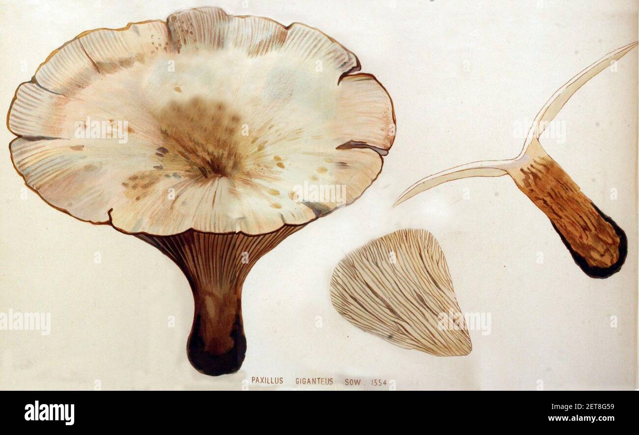 Paxillus giganteus — Flora Batava — Volume v20 Stock Photo - Alamy