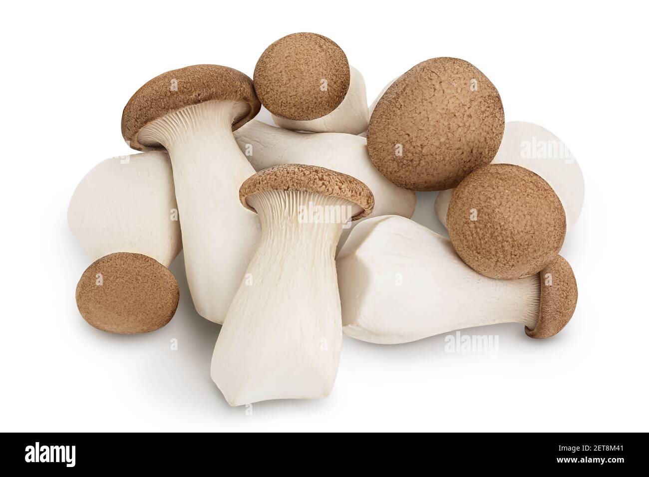 King Oyster mushroom or Eringi isolated on white background with ...
