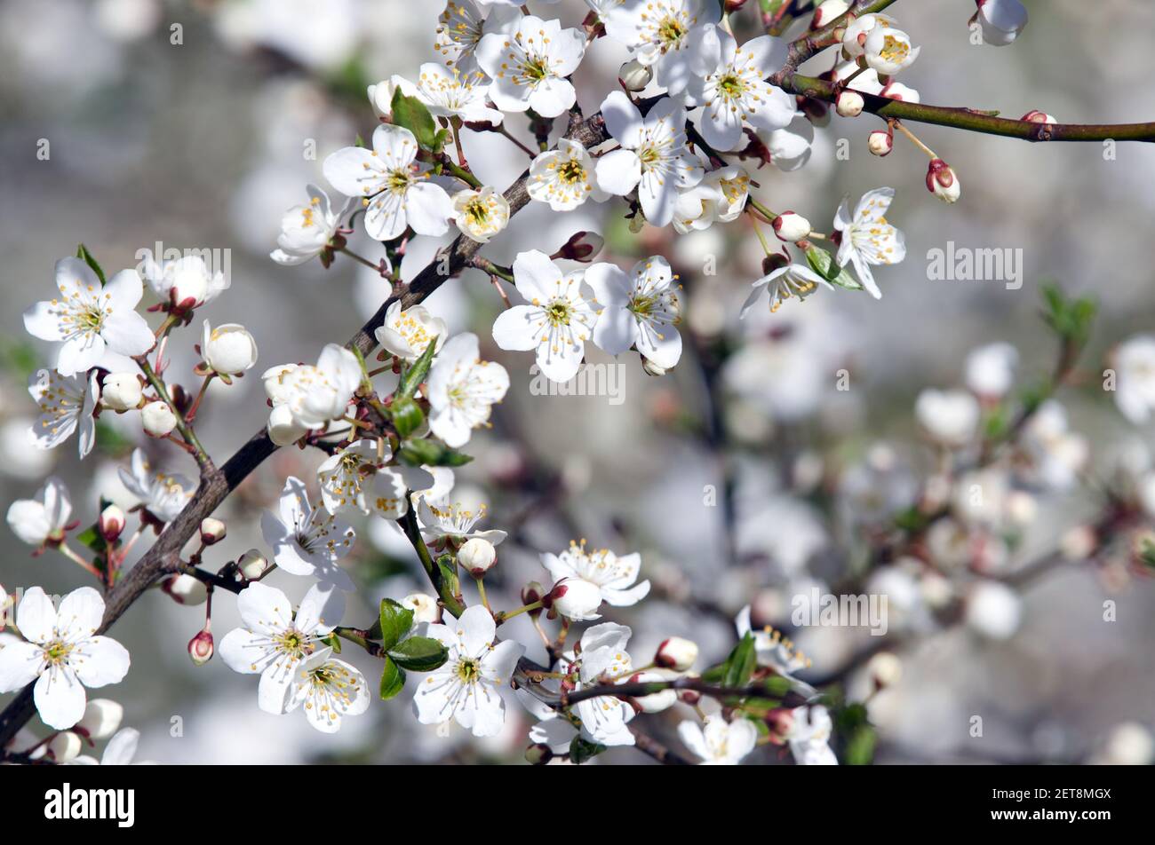 Plum tree blossoms hi-res stock photography and images - Alamy