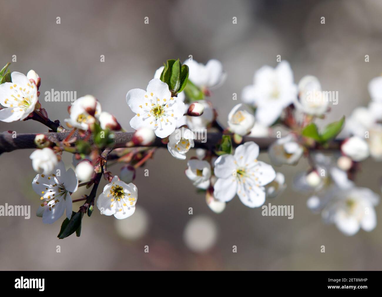 Plum tree blossoms hi-res stock photography and images - Alamy