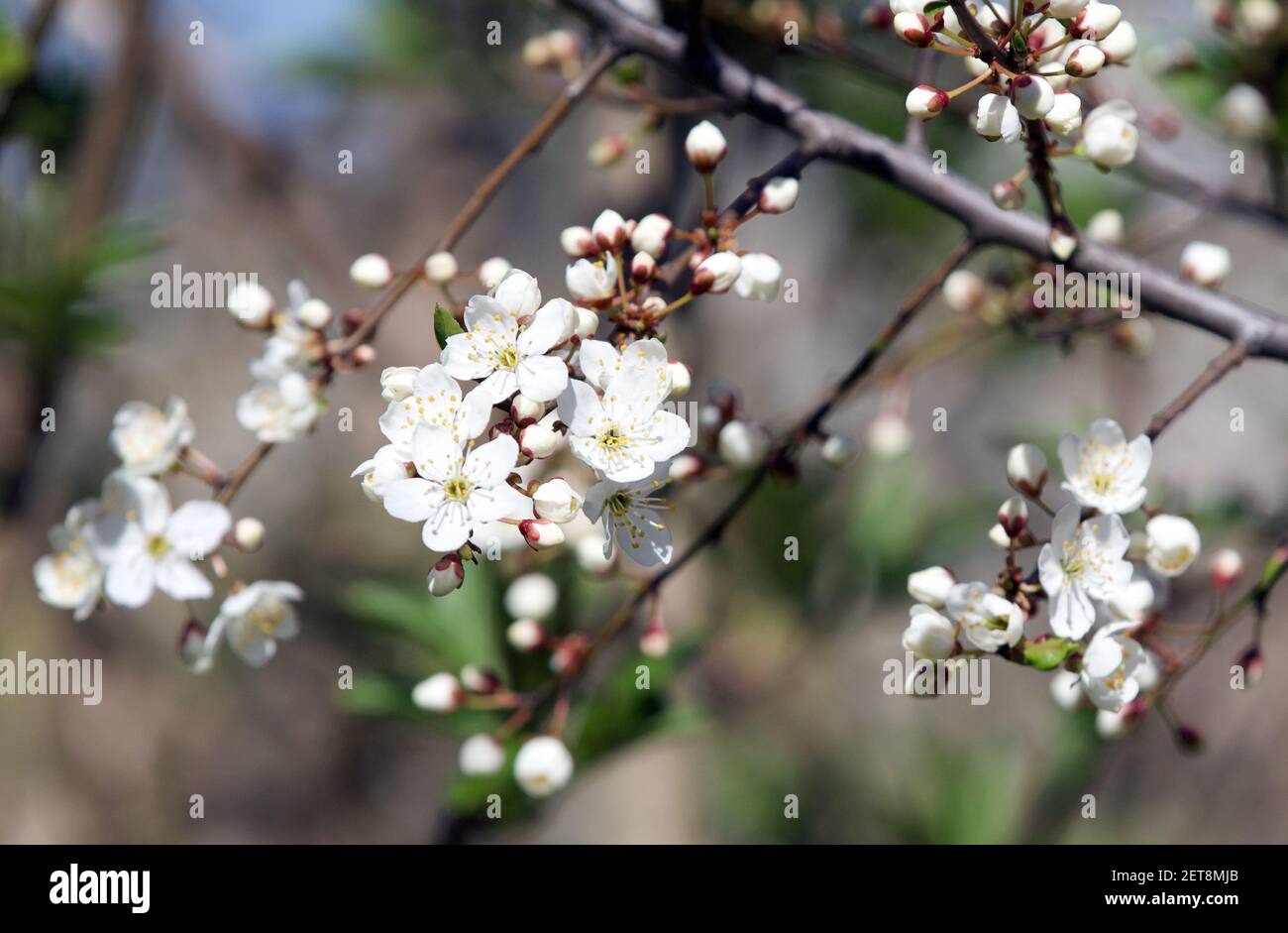 Plum tree blossoms hi-res stock photography and images - Alamy