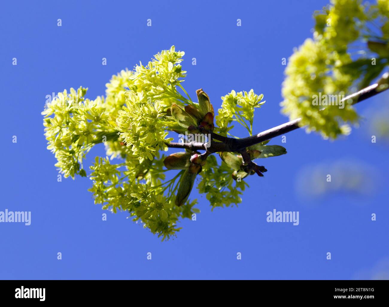 Blooming maple tree (Acer platanoides) in the spring Stock Photo - Alamy