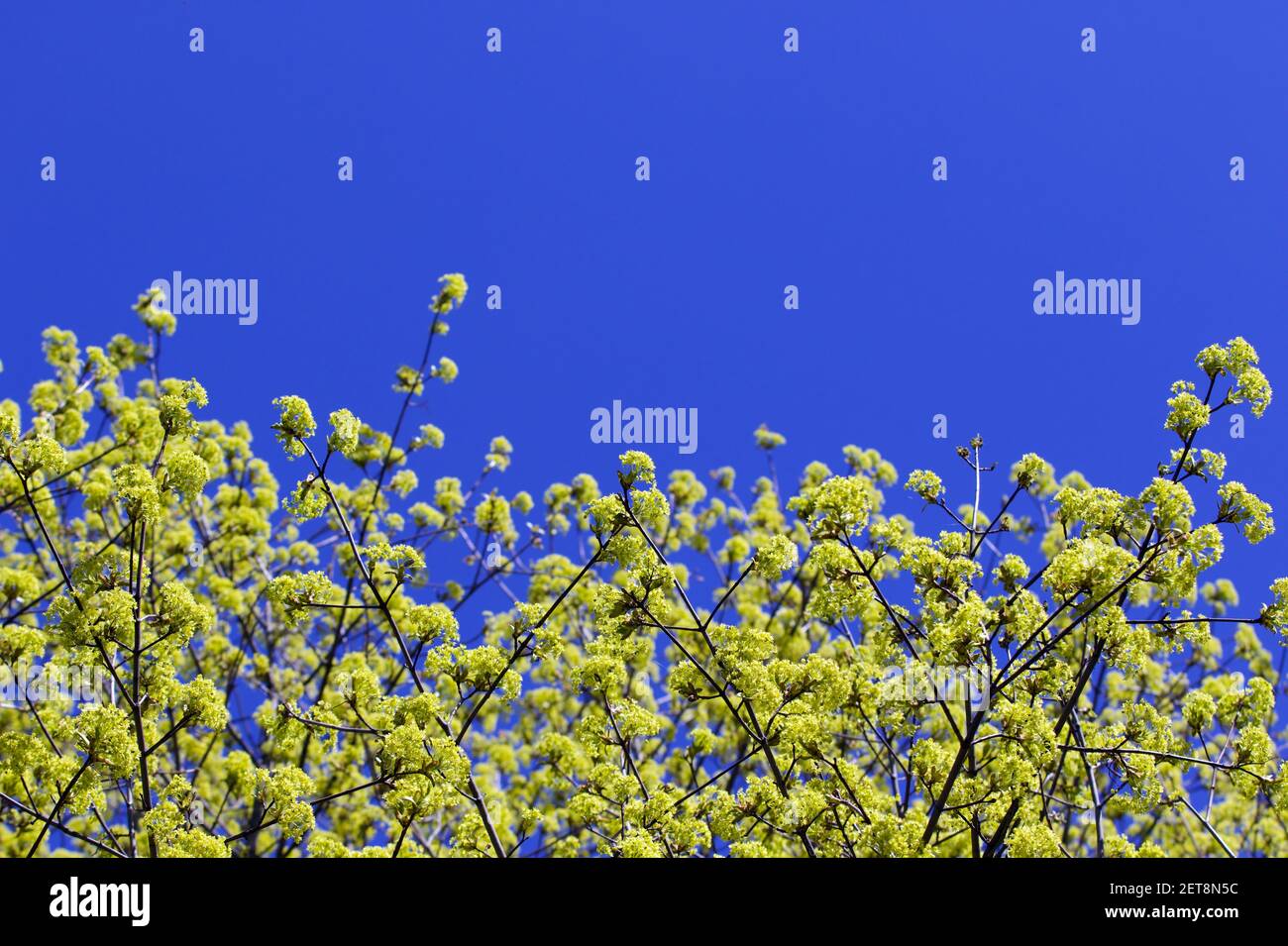 Blooming maple tree (Acer platanoides) in the spring Stock Photo - Alamy