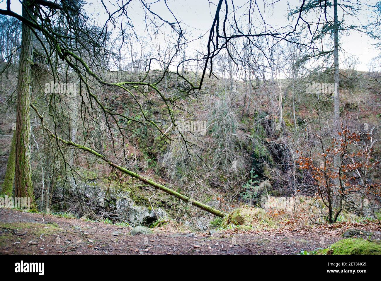 Edzell woods hi-res stock photography and images - Alamy