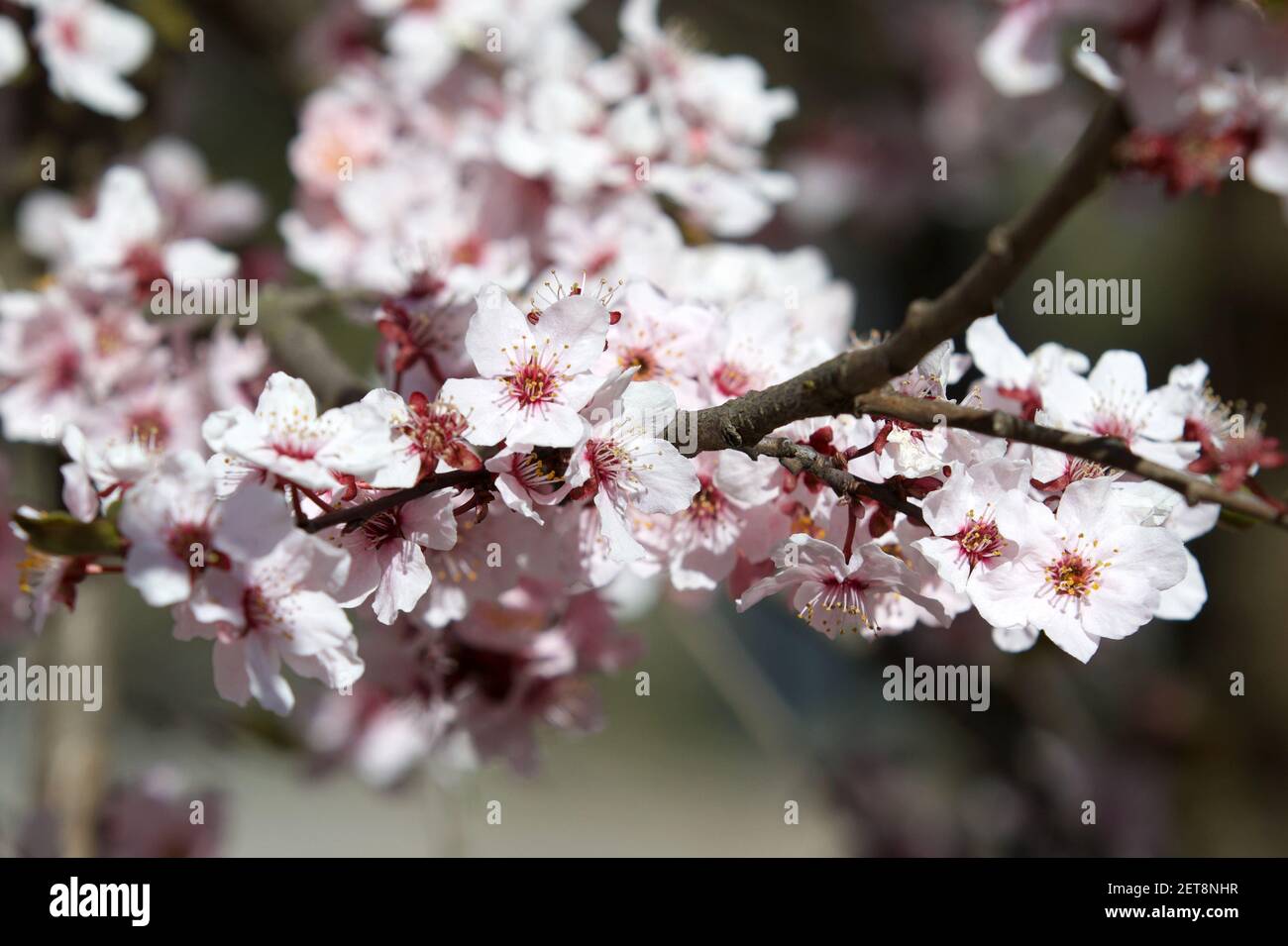 Plum blossom spring hi-res stock photography and images - Alamy