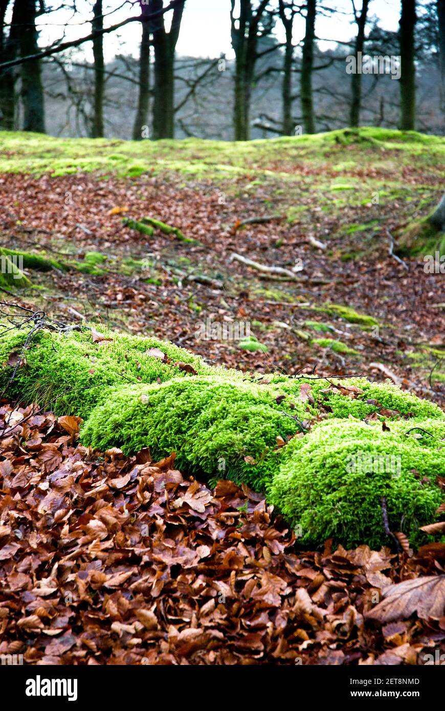 Edzell Woods, Angus Scotland Stock Photo - Alamy