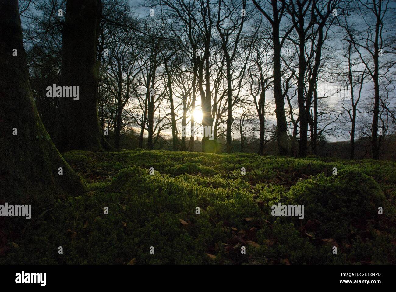 Edzell woods hi-res stock photography and images - Alamy