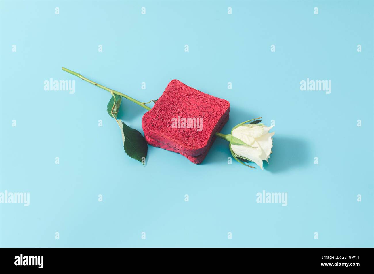A white rose between two slices of pink toast on a pastel blue ...