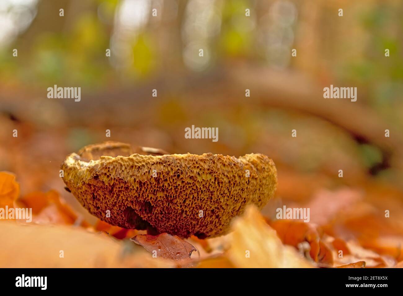 Brown russula mushroom on the forest floor Stock Photo - Alamy