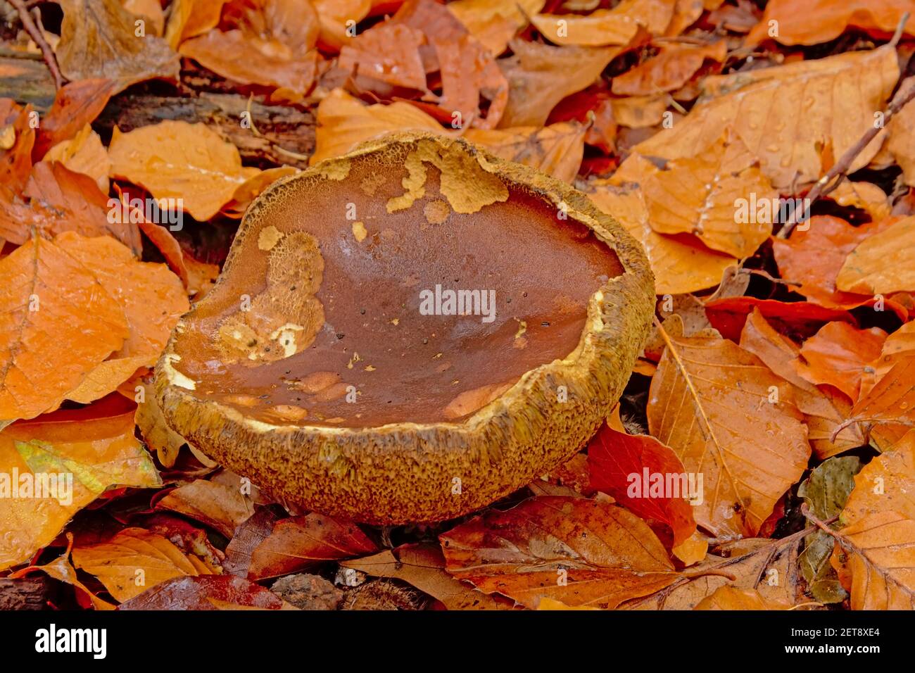 Brown russula mushroom on the forest floor Stock Photo - Alamy