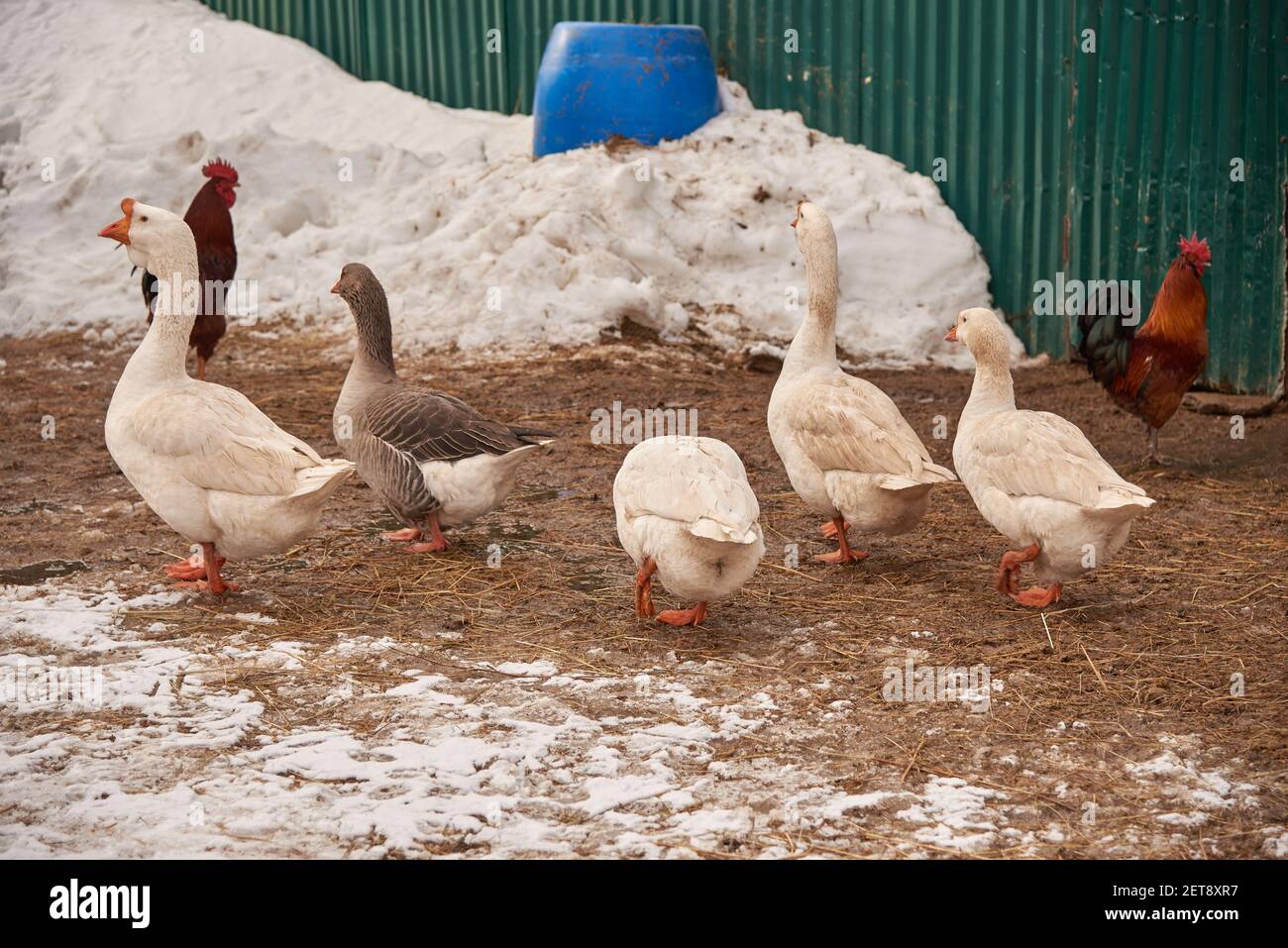 A few fat important geese are walking on a muddy road Stock Photo - Alamy