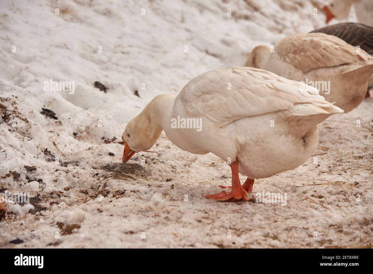 Important geese get food from under the snow Stock Photo - Alamy