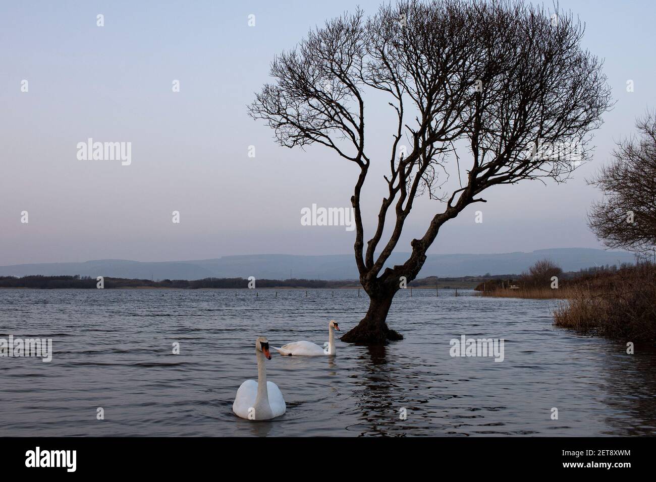 Tree kenfig pool hi-res stock photography and images - Alamy