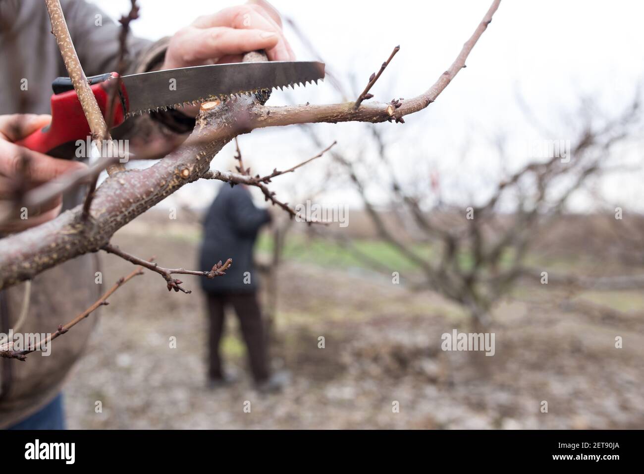 People working during spring time in the garden, pruning garden Stock ...