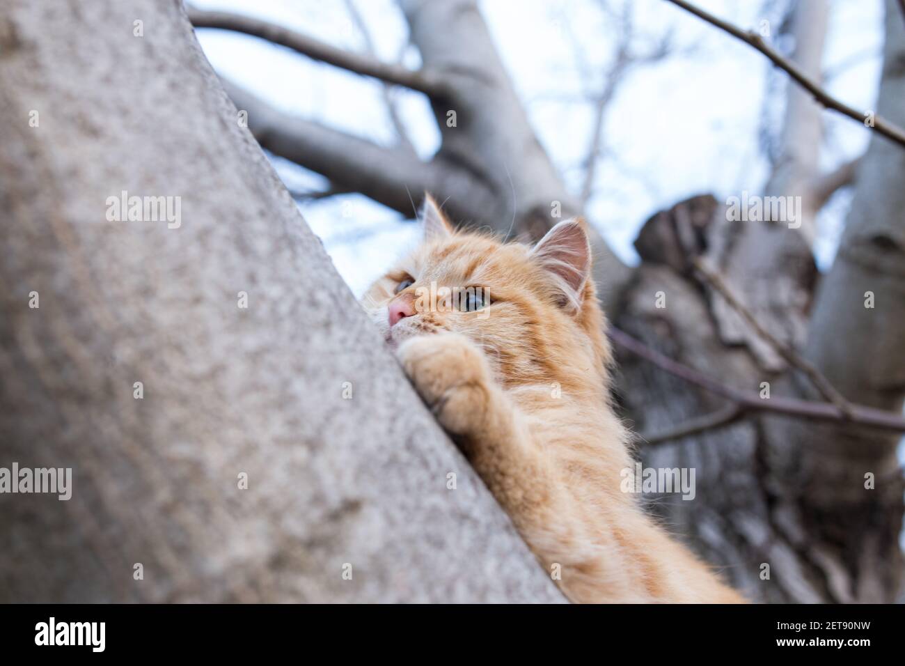 Big fluffy ginger cat close-up playing on a tree Stock Photo - Alamy