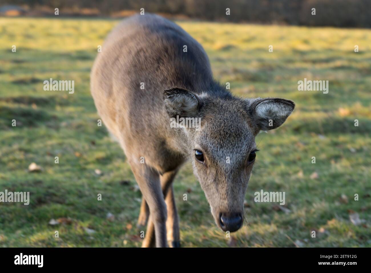 single Roe (Capreolus Capreolus) deer lean forward cautiously to sniff ...