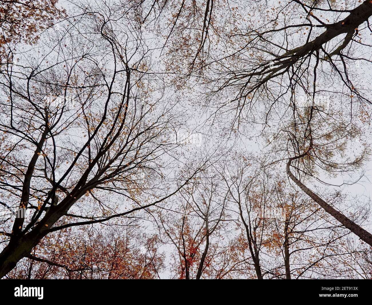 Autumn beech tree tops on a grey sky background Stock Photo - Alamy