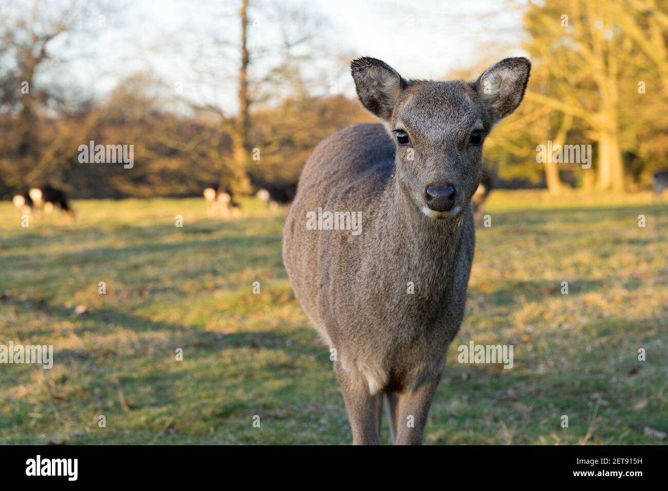 Single Roe deer (Capreolus Capreolus) coming forward looking curiously ...